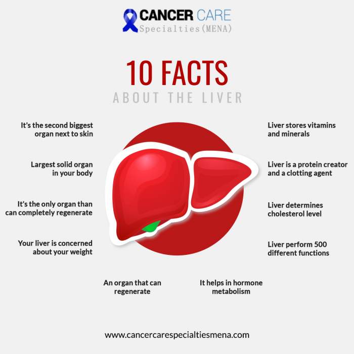 10 Facts about the Liver | Cancer Care Specialties MENA